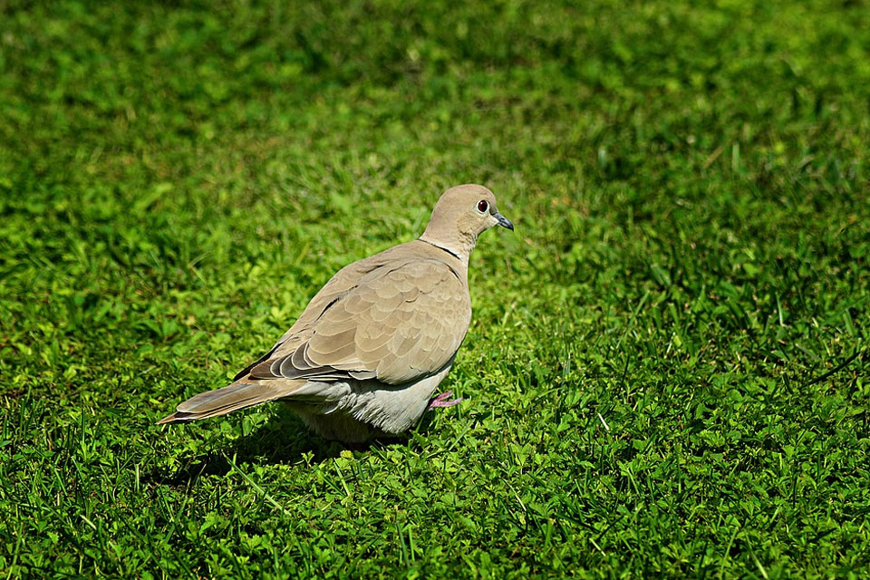 Grlica (gugutka) – šta znači sanjati grlicu? | Sanovnik - Sanjarica
