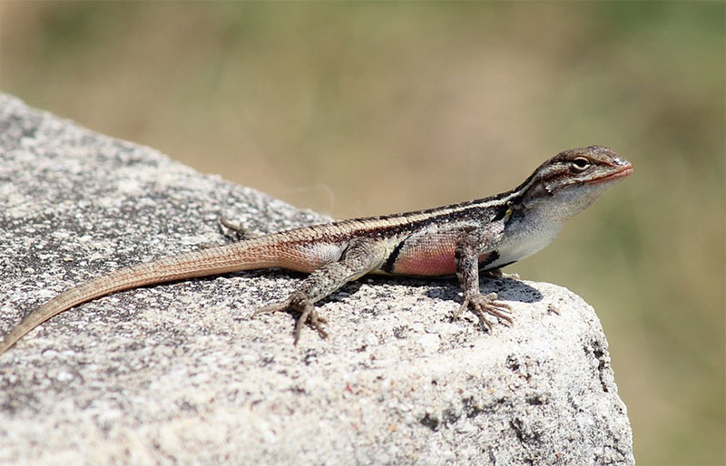 Gušter – šta znači sanjati guštera? | Sanovnik - Sanjarica