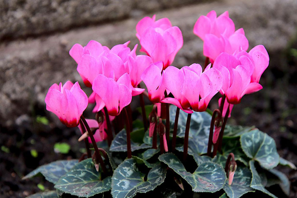 Ciklame u snu – simbolika i značenje | Sanovnik - Sanjarica