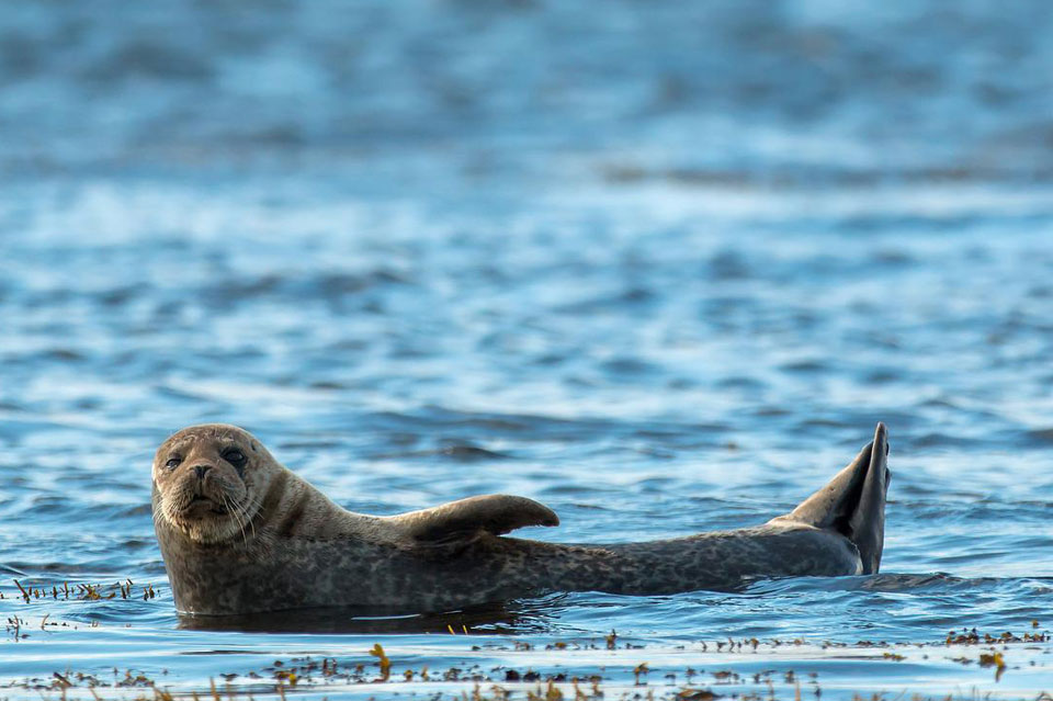 Foka u snu – šta znači sanjati foku? | Sanovnik - Sanjarica