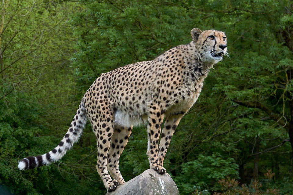 Gepard – šta znači sanjati geparda? | Sanovnik - Sanjarica