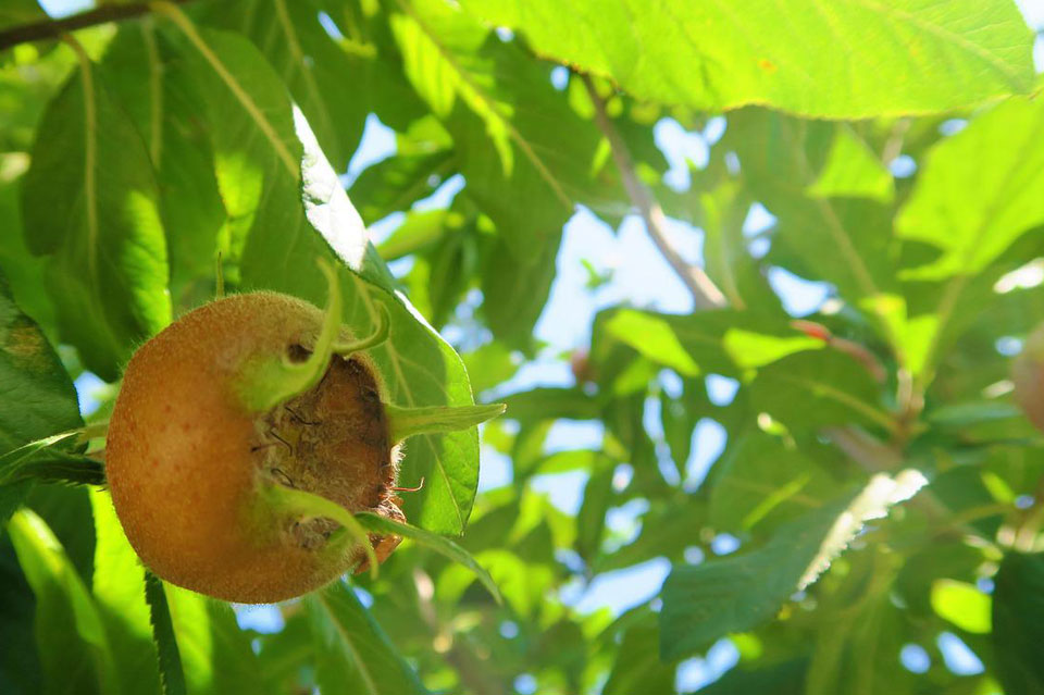Mušmule – značenje i simbolika sna | Sanovnik - Sanjarica
