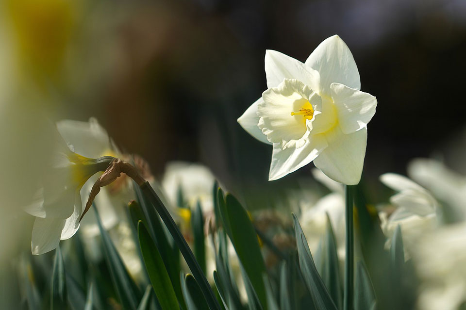 Narcisi – šta znači sanjati narcise? | Sanovnik - Sanjarica